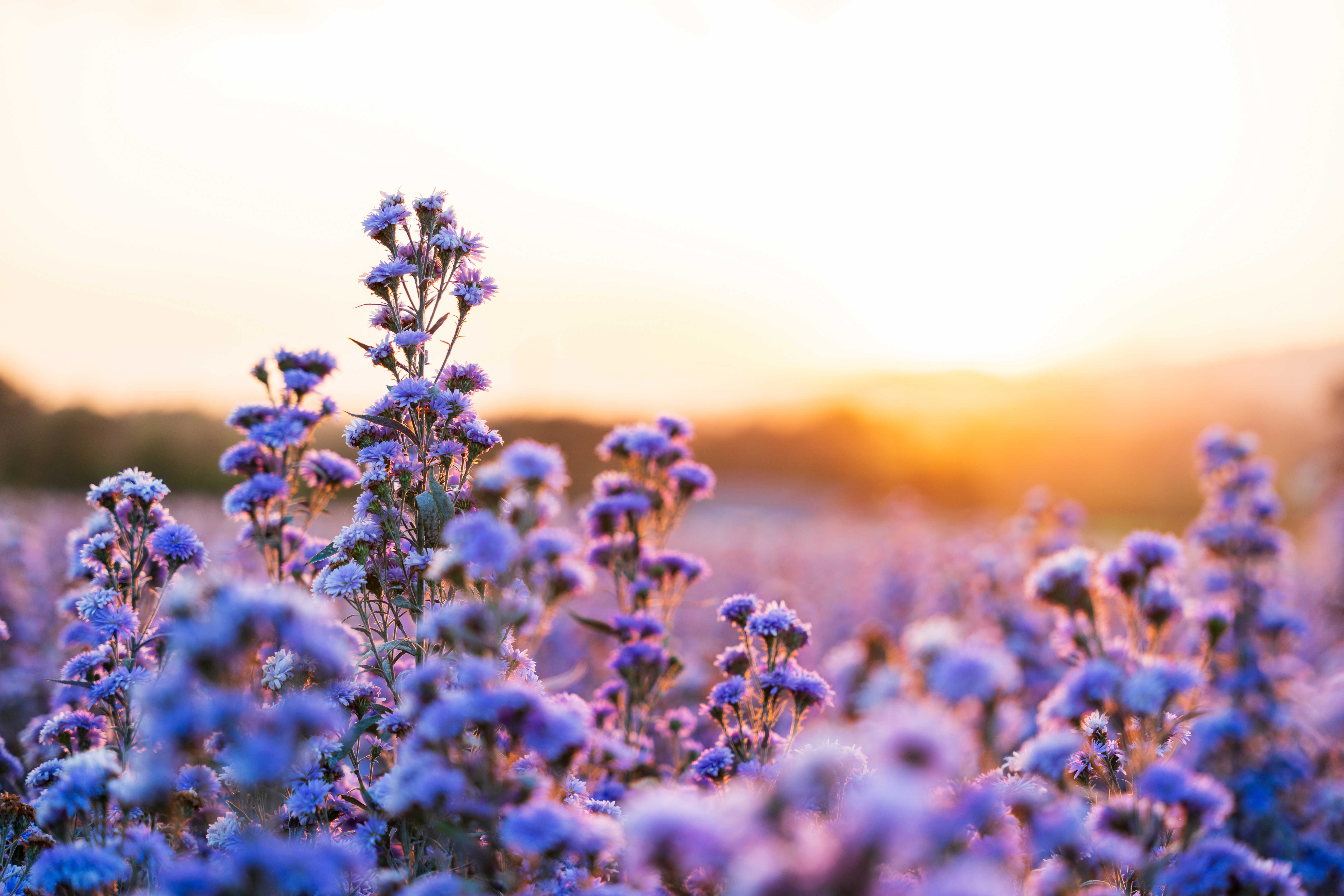 Simplify Cremations & Funerals